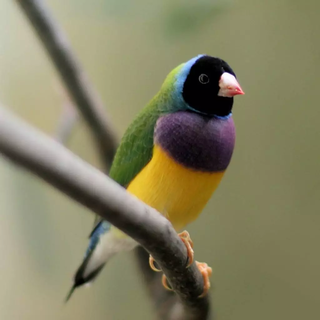 Gouldian peippo (Erythrura gouldiae).