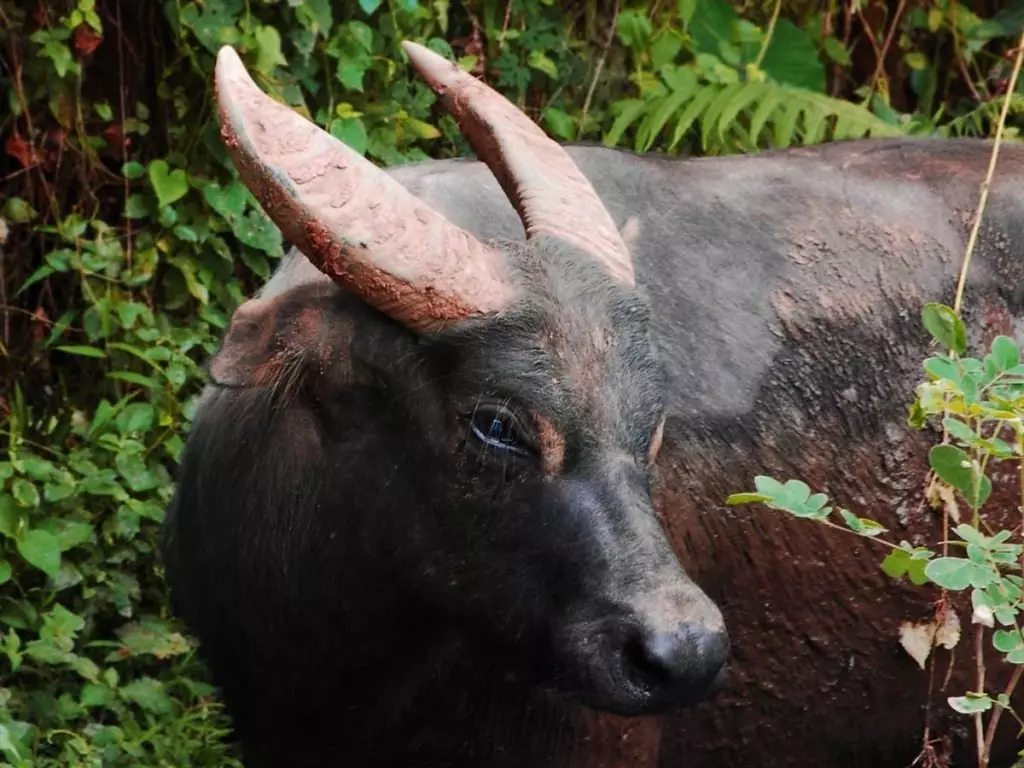 Tamarau of Filippynse buffel (Bubalus mindorensis).