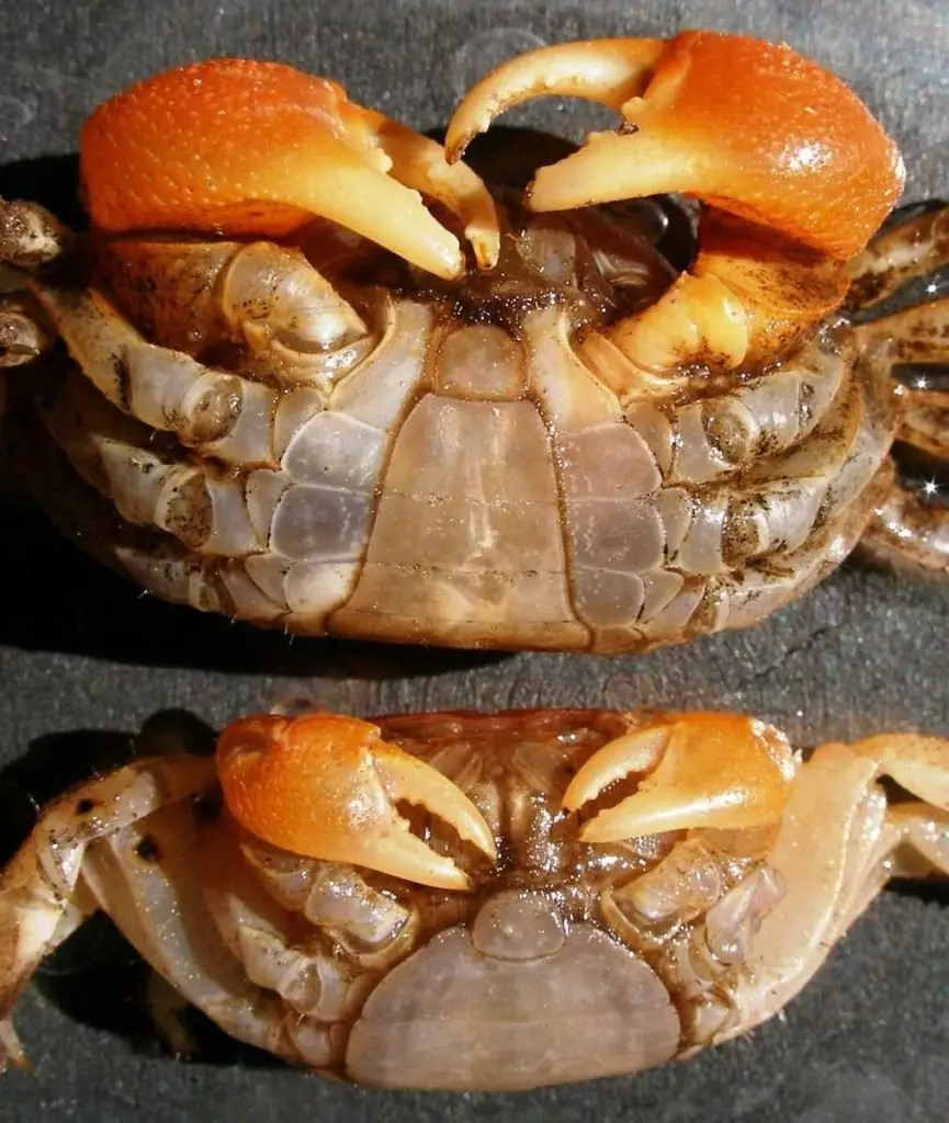 Un crabe des palétuviers seul dans l'aquaterrarium sera bien plus à l'aise qu'avec des voisins.