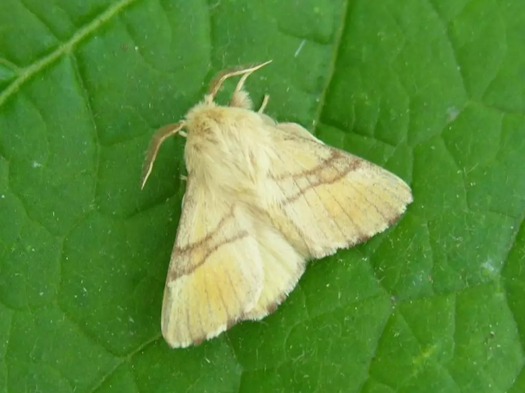 Kožného ochorenia (Malacosoma neustria).