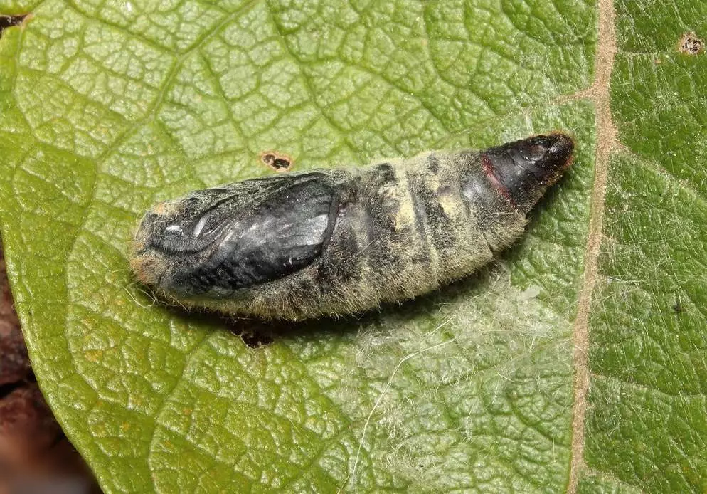 Pupa do bicho-da-seda anelado.