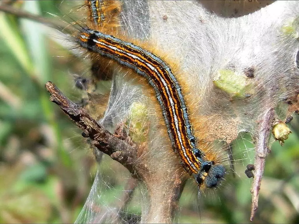 As lagartas da mariposa do casulo anelado envolvem as árvores com teias de aranha, impedindo o desenvolvimento das plantações.