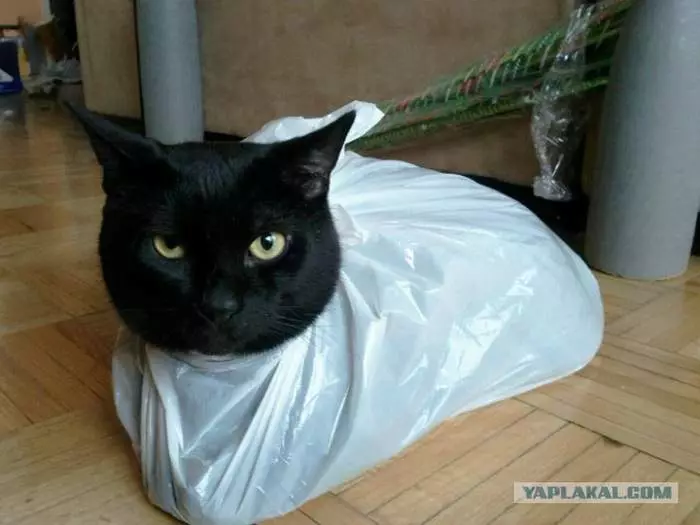 Mačke naspram paketa: prava avantura s brkovima 7066_15