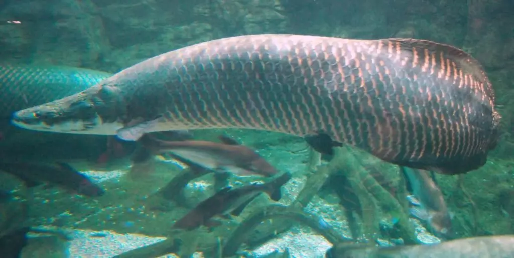 Arapaima gigas.