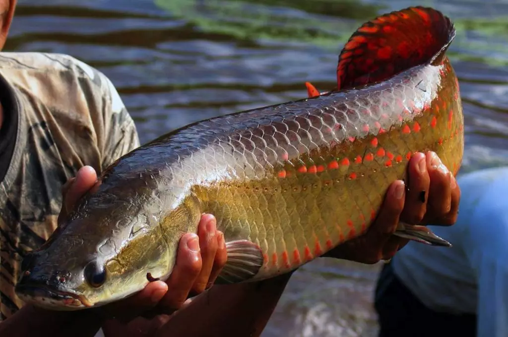 Sugauti tokią retą žuvų rūšį kaip arapaima yra tikra sėkmė.