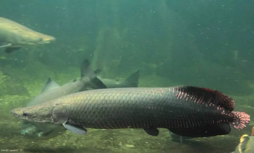 وڏي م fishي arapaima دنيا جي تازي پاڻيءَ جي م largestين مان هڪ آهي.