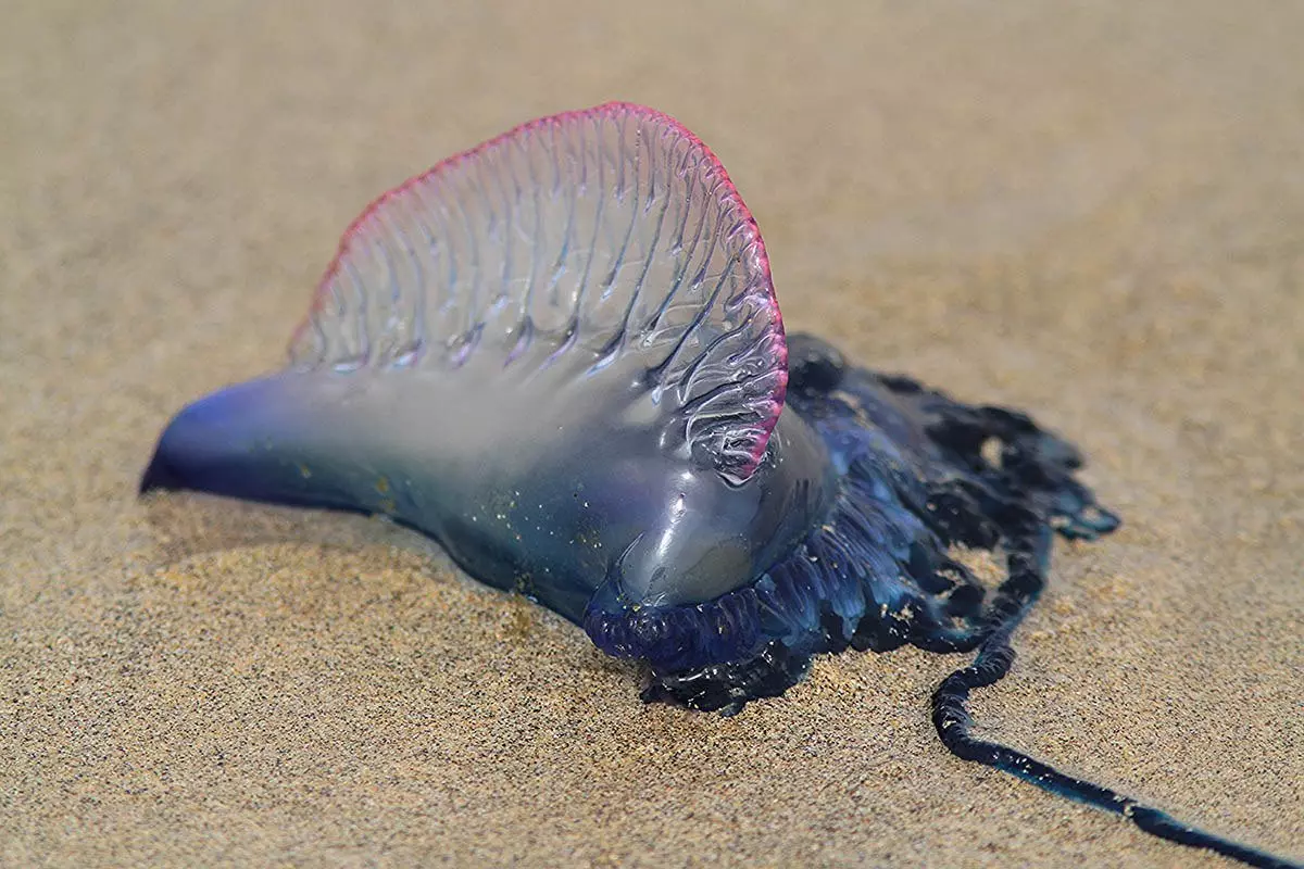 Nāvējošas medūzas uzbrūk Lielbritānijas pludmalēm.