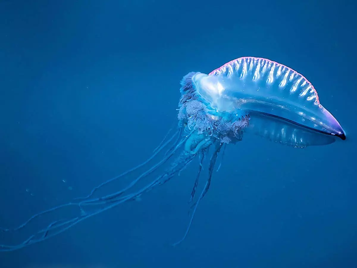 Na água, o barco português parece um convidado de outros planetas.