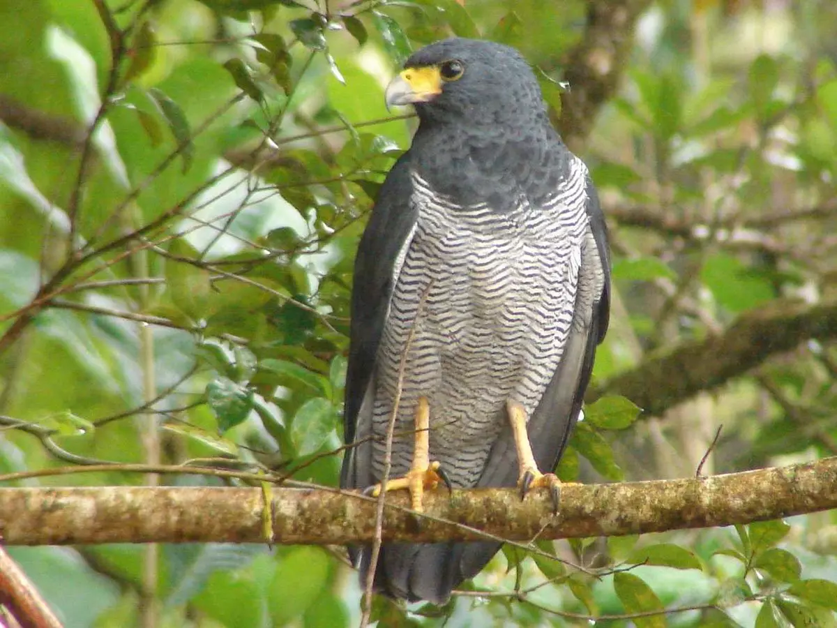 Buzzard ti o ni ṣiṣan (Morphnarchus princeps)