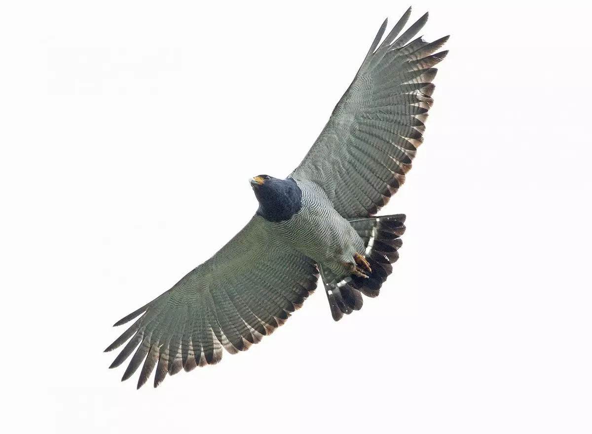 Uccello rapace poiana pezzata striata in volo