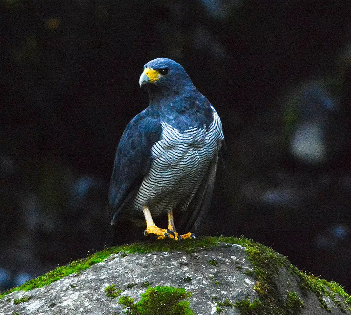 Awọn buzzards ti o wa ni ṣiṣan n gbe ni agbedemeji okun ni awọn igbo tutu.