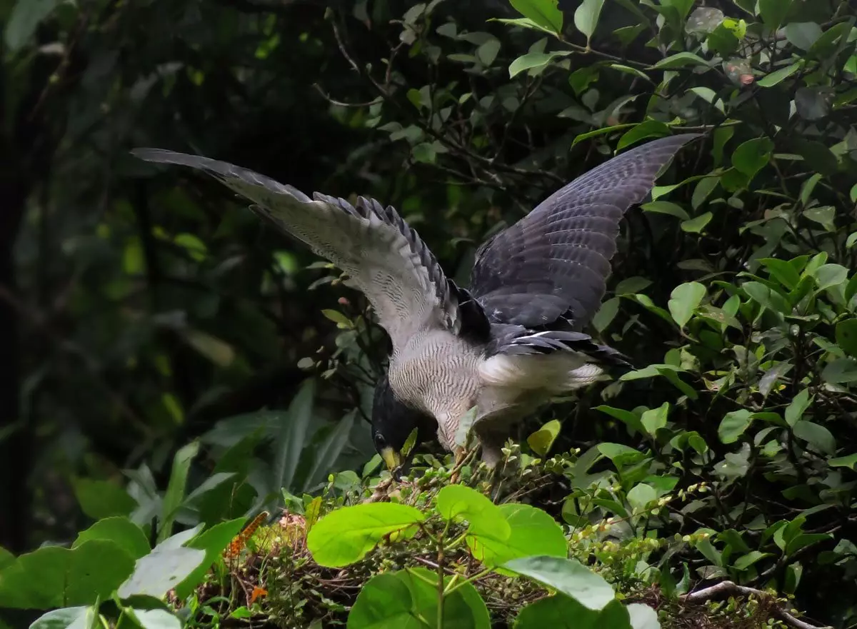 Awọn ṣiṣan pebald buzzard ndọdẹ labẹ ibori awọn igbo oke