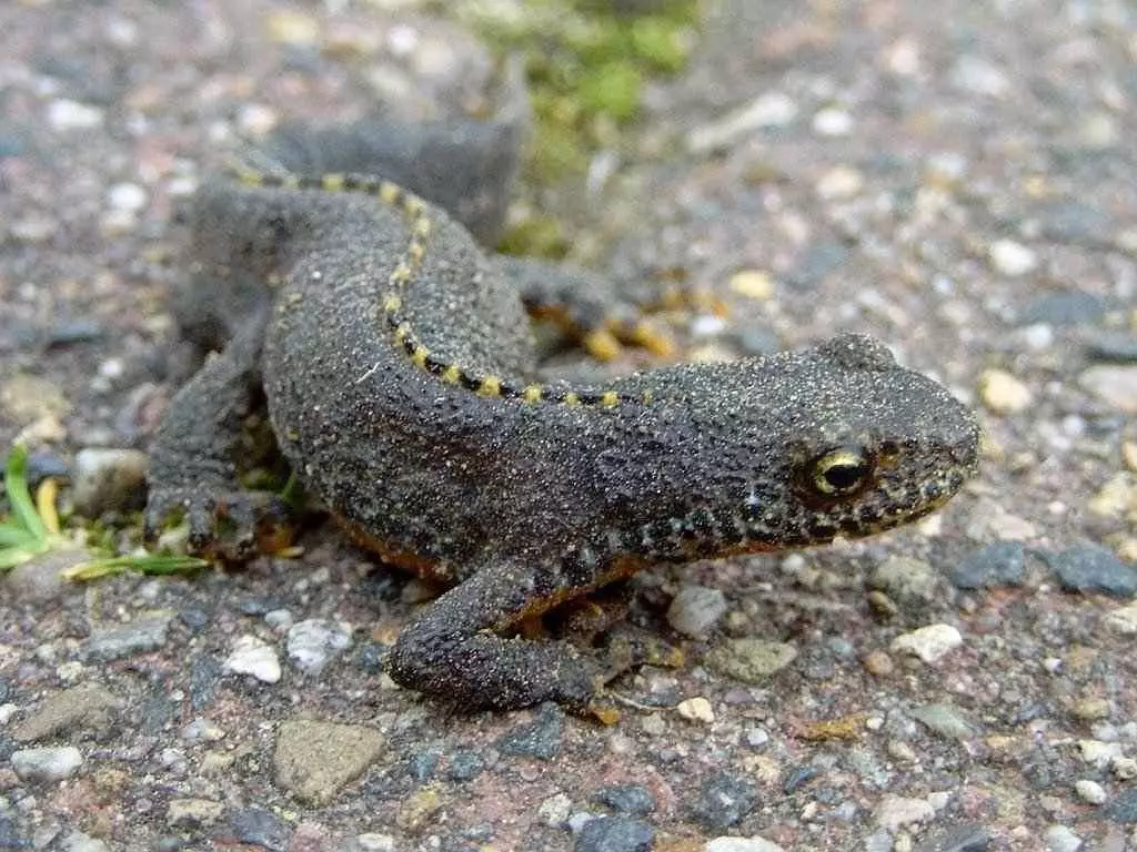 Newts kalebu banyu lan terrestrial lan duwe kemampuan kanggo regenerasi.