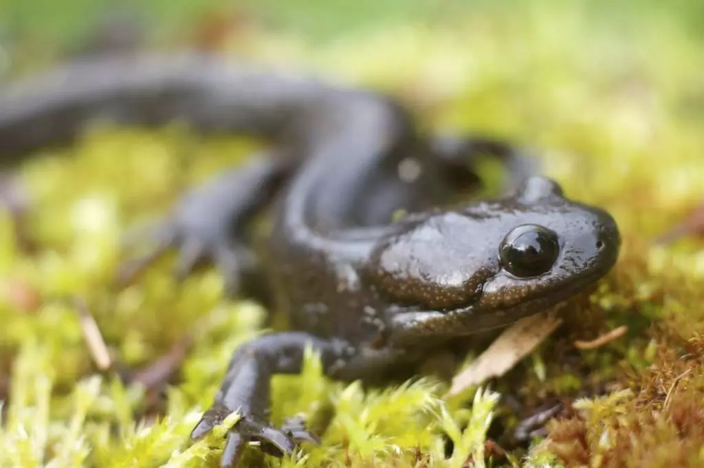 Newts disebarkeun di seuseueurna Éropa, Rusia sareng Wétan Tengah.