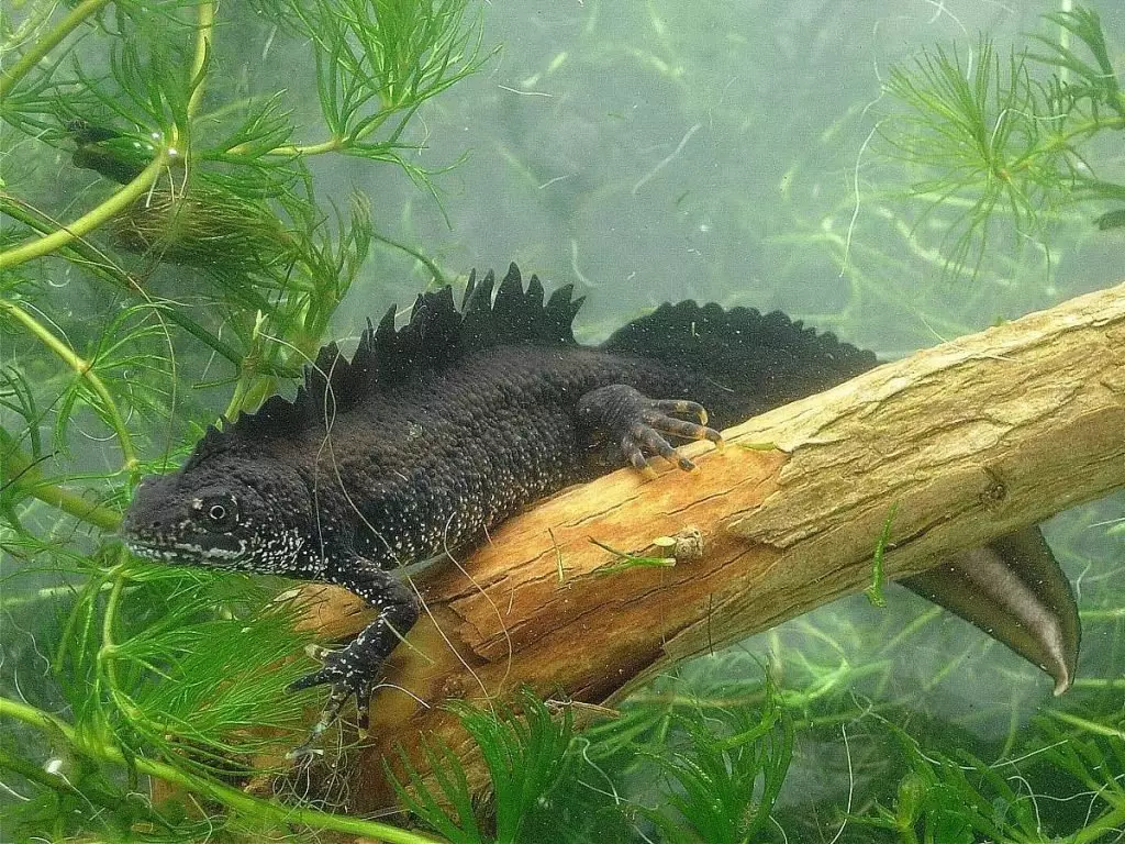 Fitur anu khas pikeun spésiésna nyaéta ujung-ujung tulang rusuk na tulang sareng zat beracun, nonjol upami bahaya.