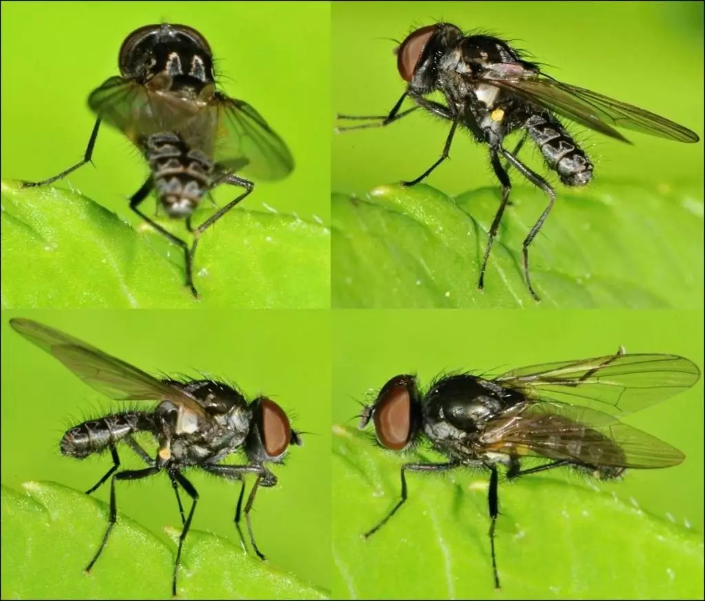 Fly sprout (Delia platura).