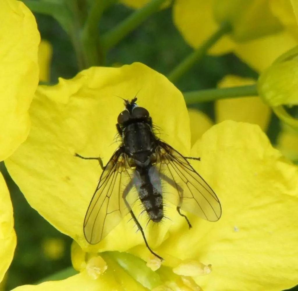 Dado que el ciclo de desarrollo de las moscas germinadas es pequeño, una gran cantidad de insectos pueden reproducirse en un corto período de tiempo.