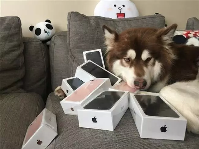 O filho do chinês mais rico comprou oito iPhones para seu cachorro. Foto.