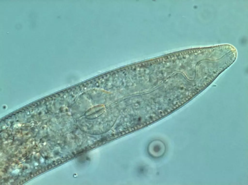Goridhe mbatatisi nematode (Globodera rostochiensis).