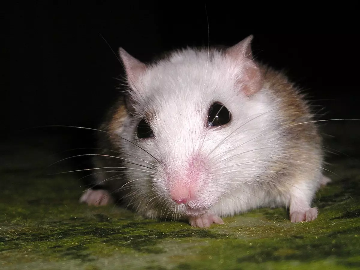 Mysz wielosutkowa (Mastomys)