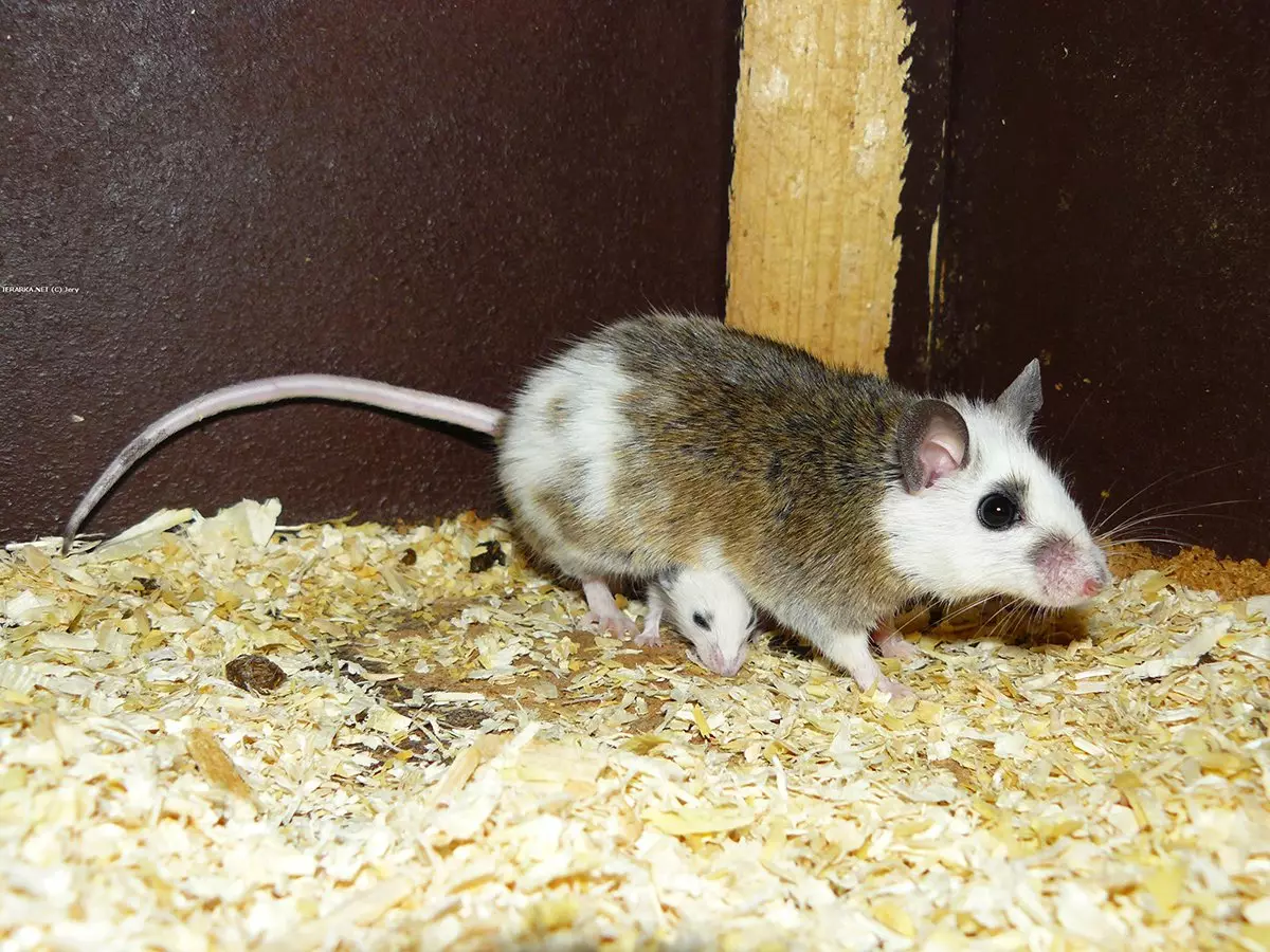 Mysz z wieloma sutkami ma cechy zarówno myszy, jak i szczura.