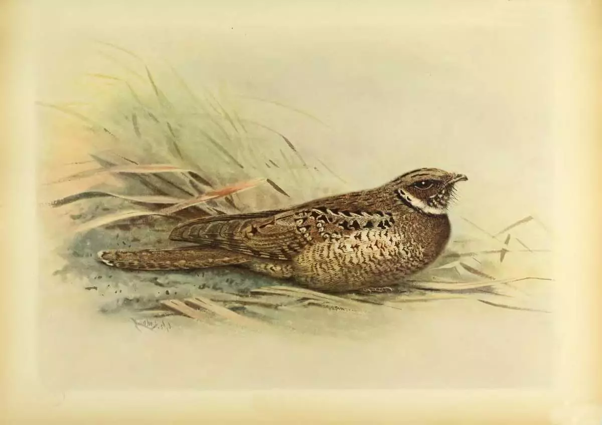 जमैकन सानो Nightjar (Siphonorhis अमेरिकी)।