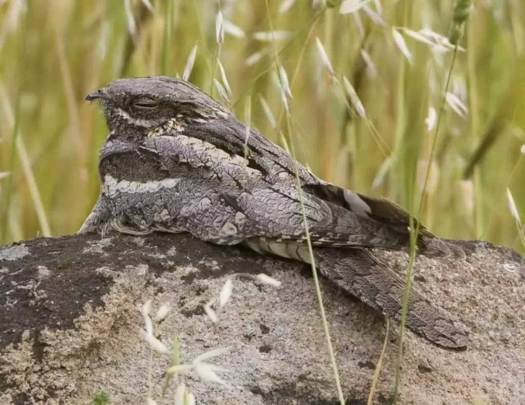 Bhí finscéalta ann, le cabhair ó ghobanna beaga, go n-éanfadh gabhair bainne. Mar sin thug siad na nightjars cleite.