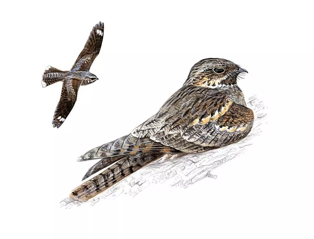 Badira beste mota bateko nightjars. Hegaztiak mundu osoan oso hedatuta daude.