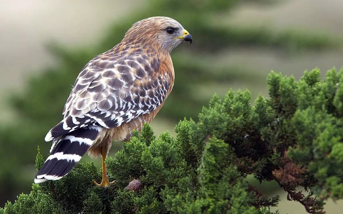 ແມງກະເບື້ອແດງ (Buteo lineatus)