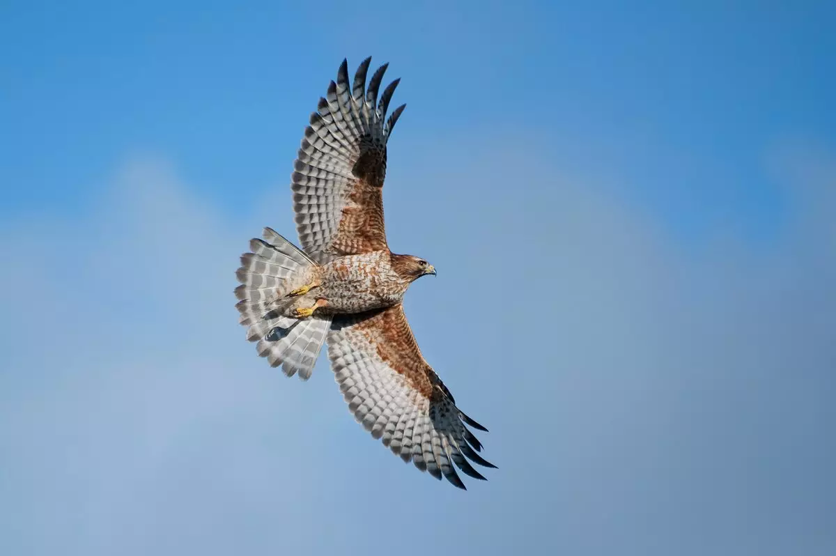 Hawk ta 'l-ispalla ħamra waqt it-titjira