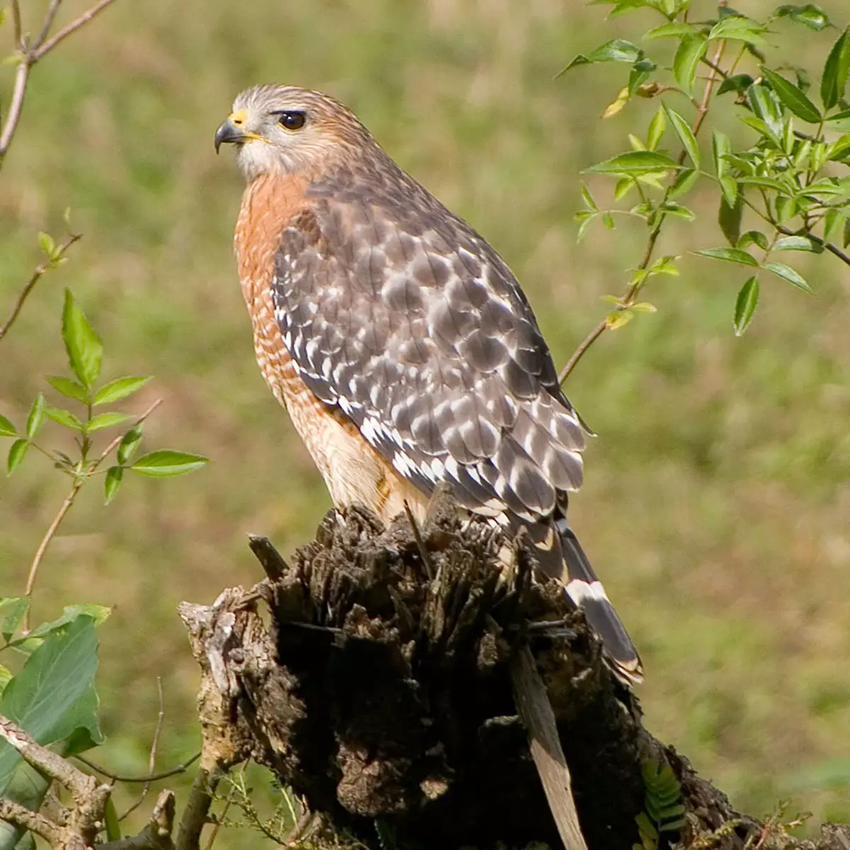 Hawks spallejn ħomor - għasfur tal-priża