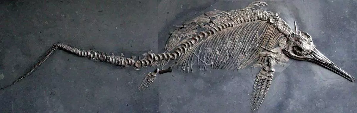 د لرغوني ichthyosaur کنکال سټینوپټیریا دی.
