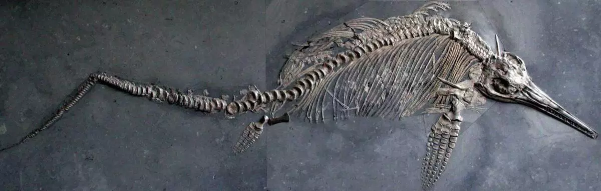 Az ősi ichthyosaurus csontváza a stenopterygia.