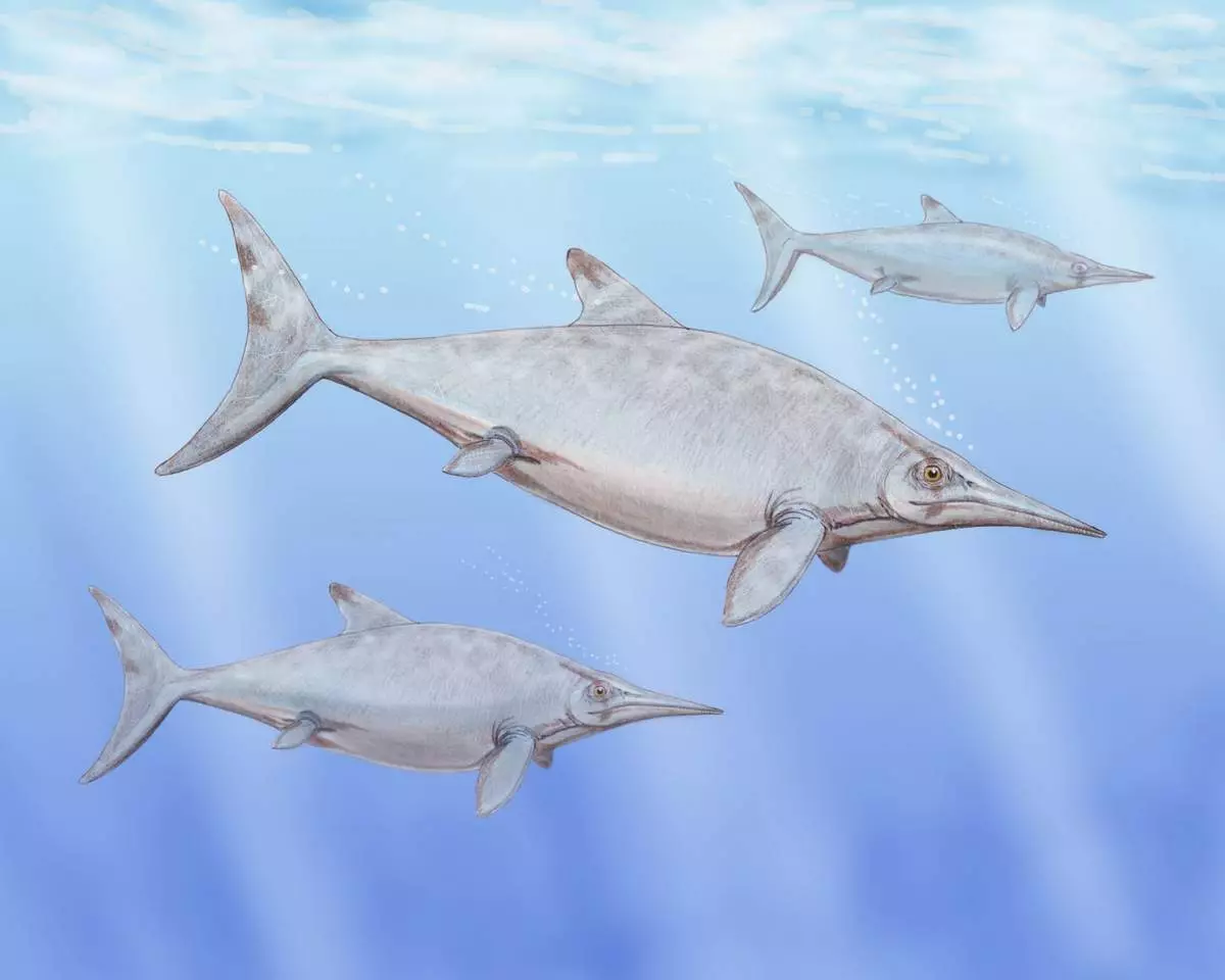 په لوړ سرعت سفر کولو لپاره ښه تطبیق شوی ، ځینې ichthyosaurs وړاندیز کوي چې دا د ژورې سمندري غوطې دي.