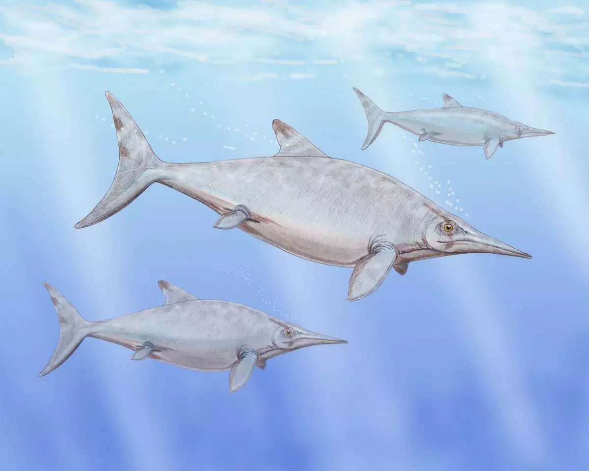 Jól alkalmazkodva a nagy sebességű utazásokhoz, néhány ichthyosaurus azt sugallja, hogy jó mélytengeri búvárok voltak.