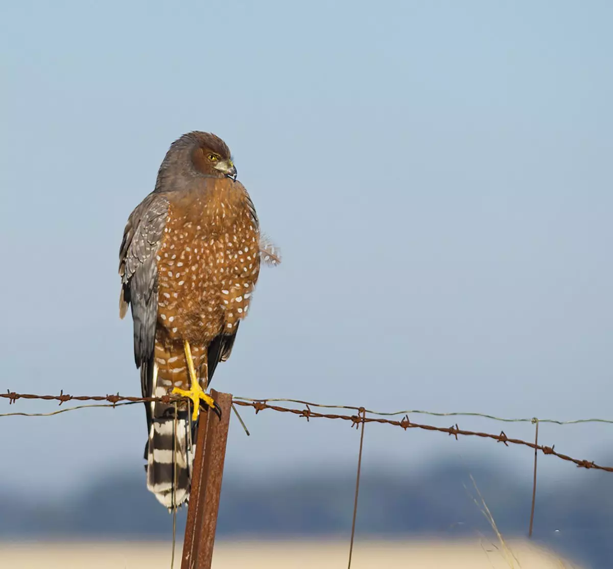 Spotted Harrier er en slank rovfugl