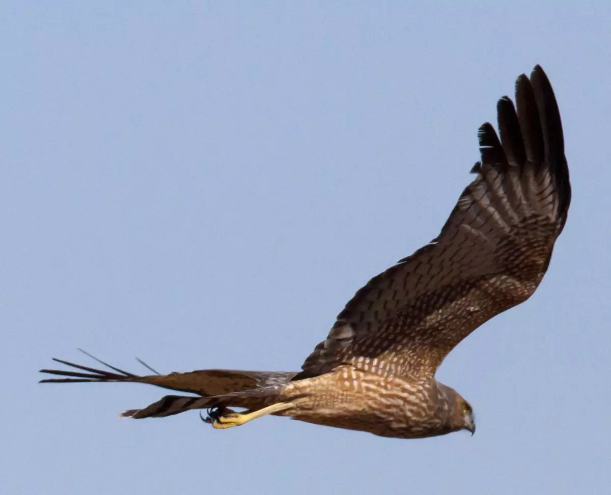 Harrierii pătate vânează mamifere terestre