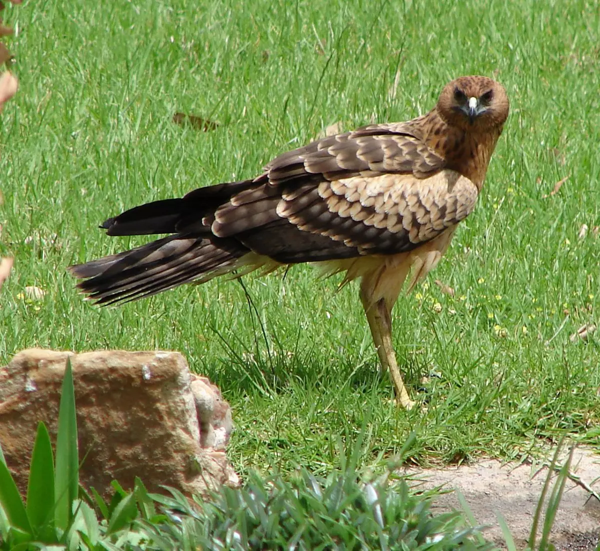 Skvrnitý harrier - vzácný druh