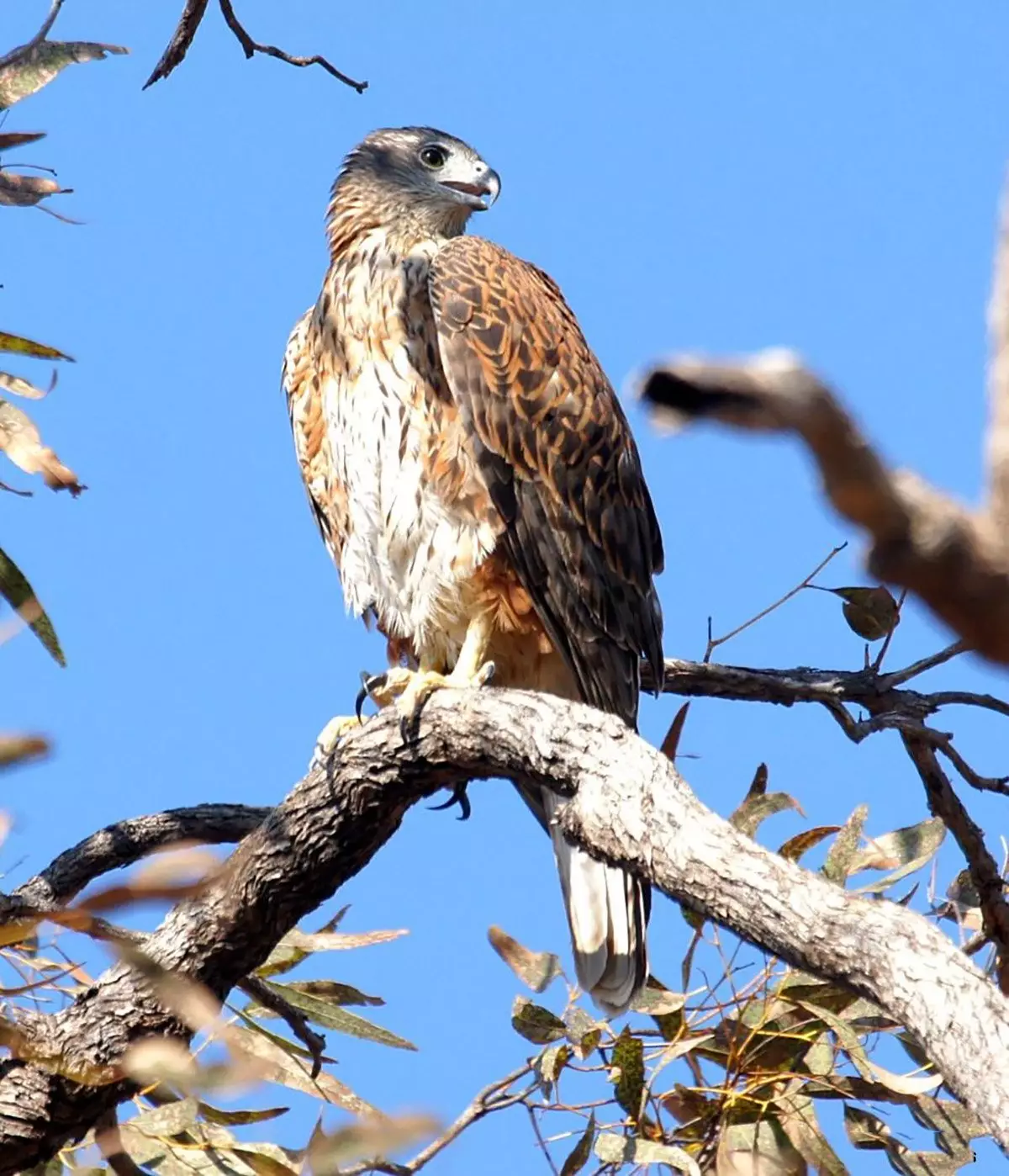 Hawk mwekundu - goshawk (Erythrotriorchis radiatus)