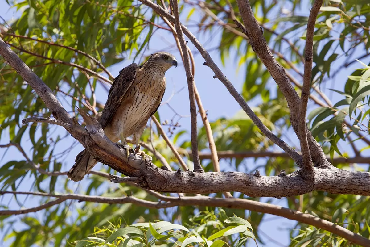 Jungvögel des Roten Falken sind etwas leichter als Erwachsene.