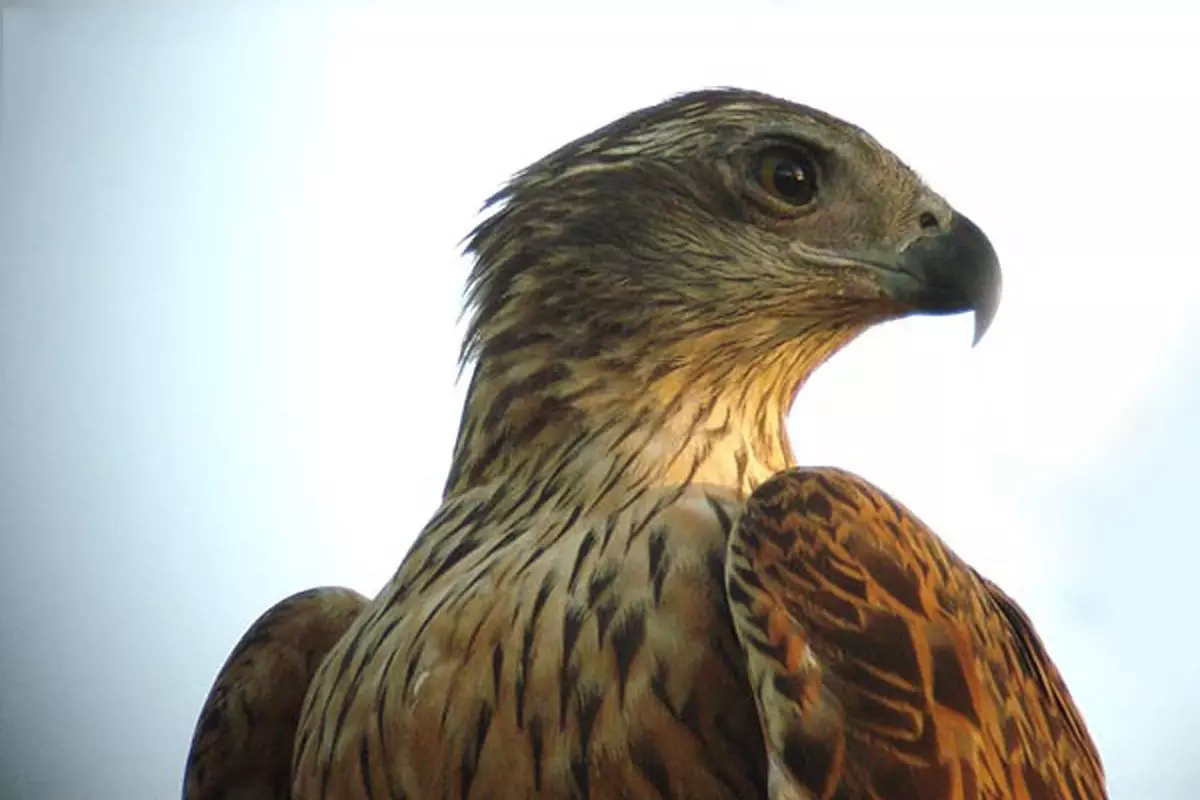 Roter Habicht - Raubvogel