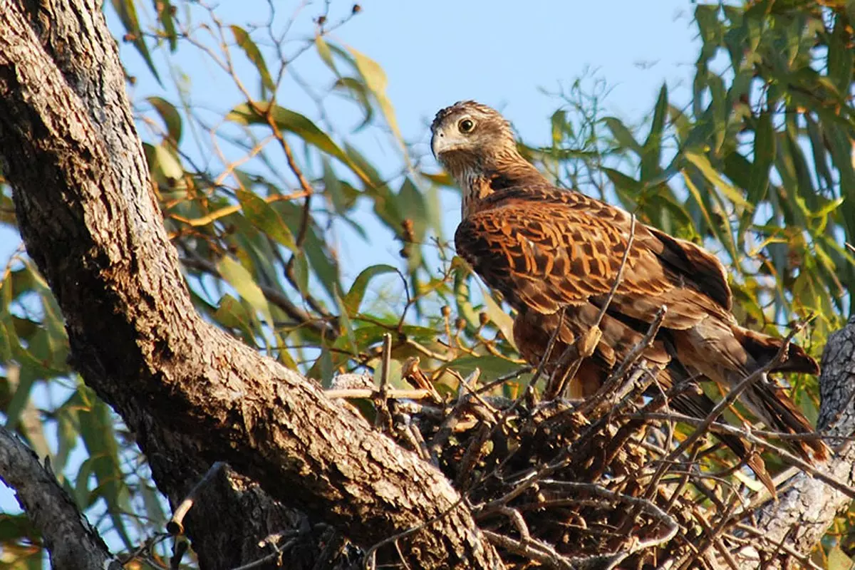 Skifteri i kuq - goshawk ndërton fole në pemë shumë të larta