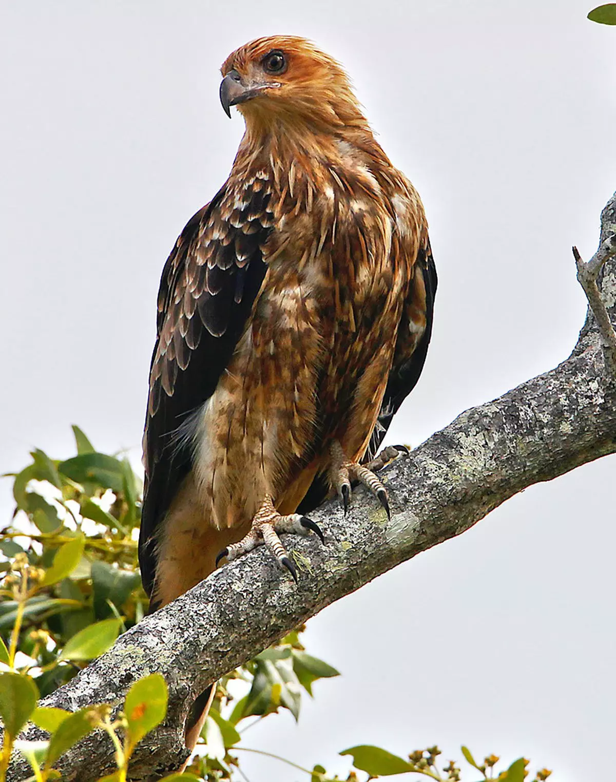 Hawk mwekundu - goshawk hushika mawindo ardhini na hewani