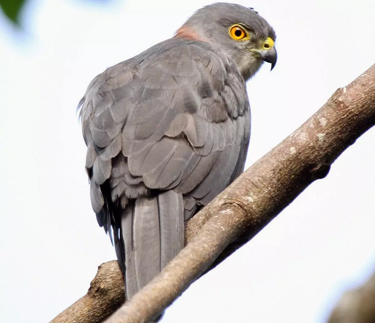 Fijian Hawk