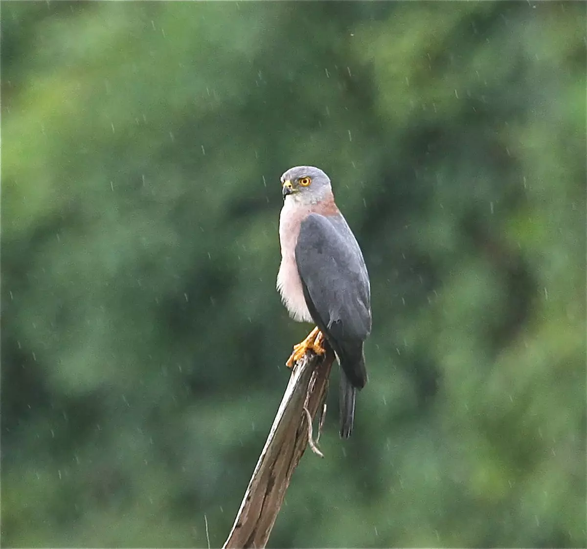 斐济鹰分布于各种栖息地