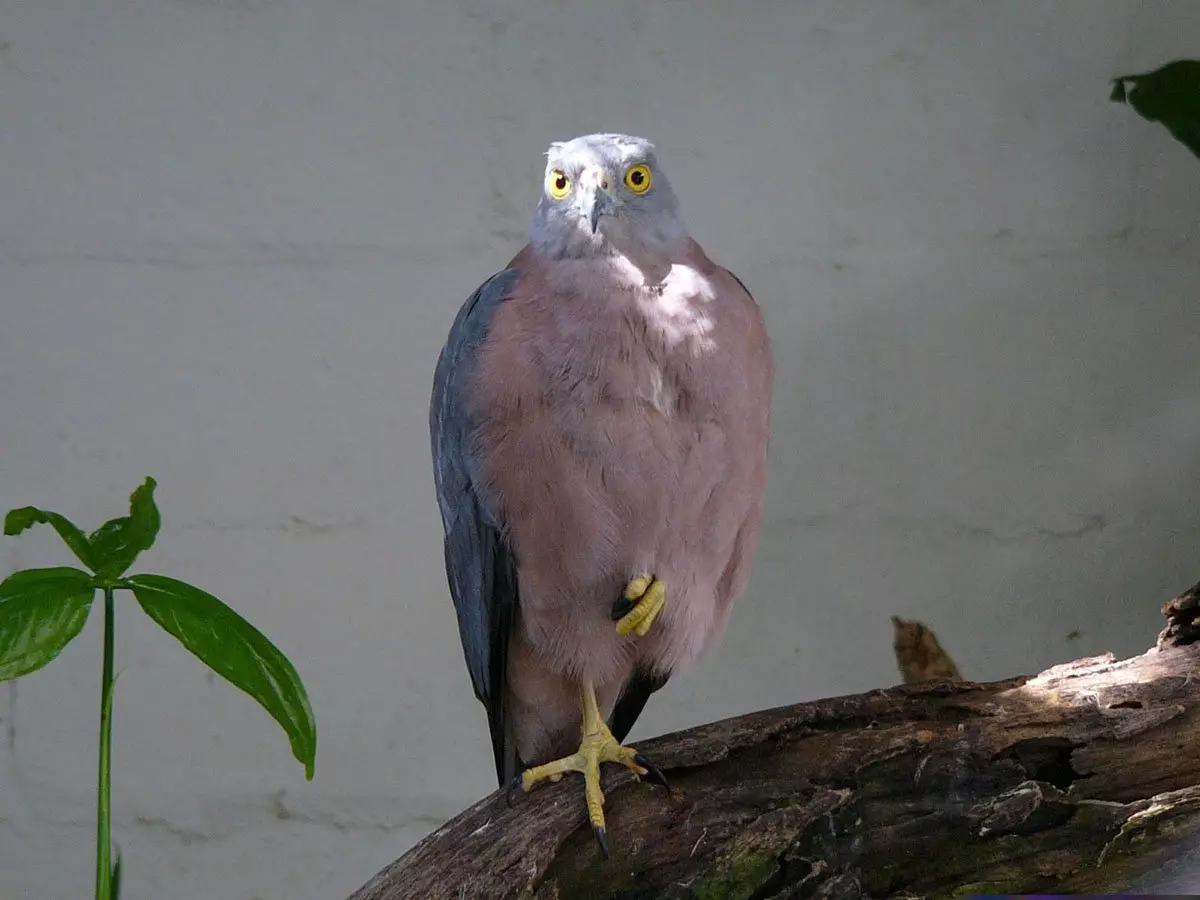 斐济鹰吃各种各样的食物