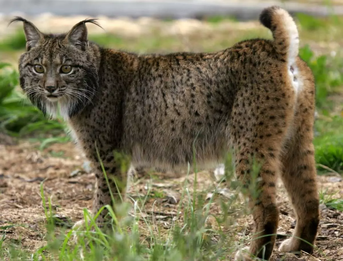 Rys ostrovid (Lynx pardinus).