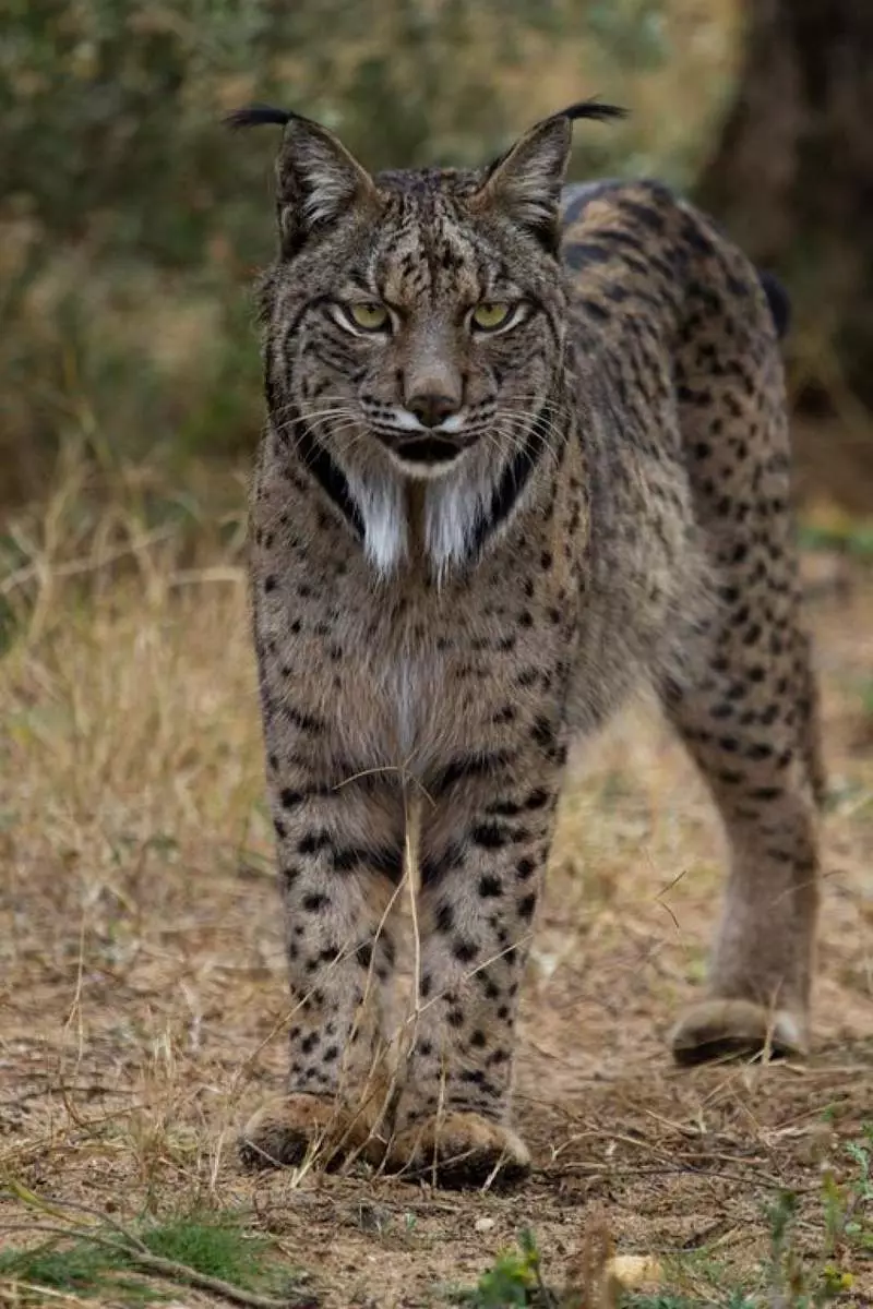 Il chasse principalement le petit gibier - lièvres et lapins, n'attaquant qu'occasionnellement les petits.