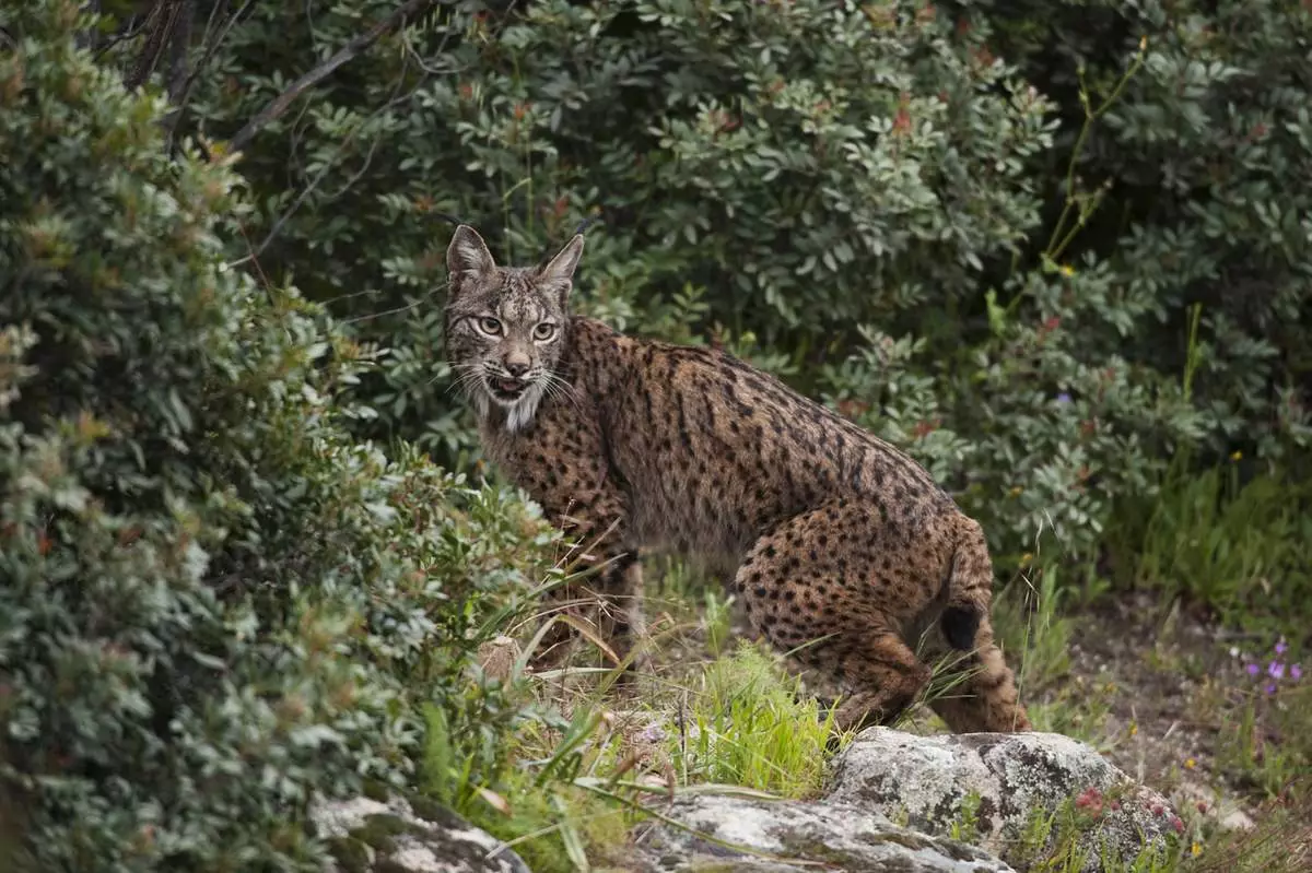 En hiver, la fourrure du lynx des Pyrénées se ternit et s'amincit.