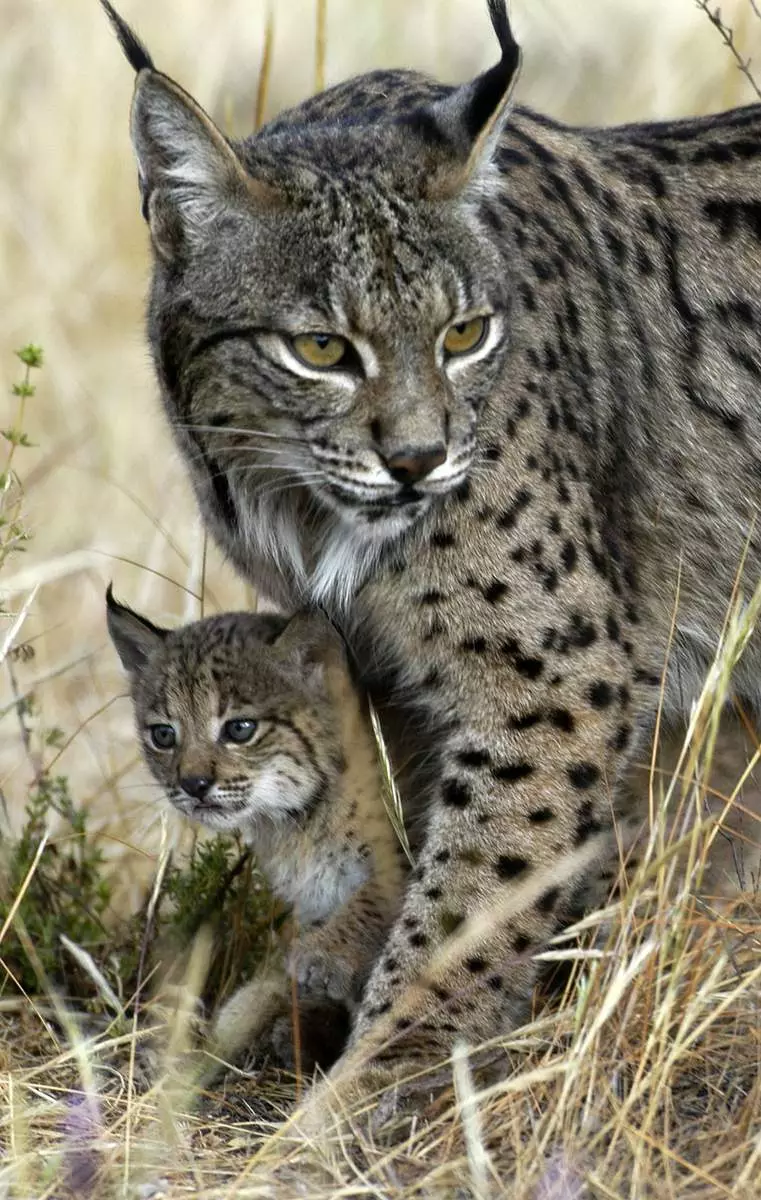 Le premier cas de reproduction du lynx des Pyrénées en captivité a eu lieu le 29 mars 2005.